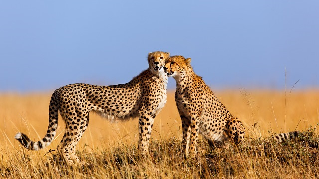 O melhor do Quénia | ACP